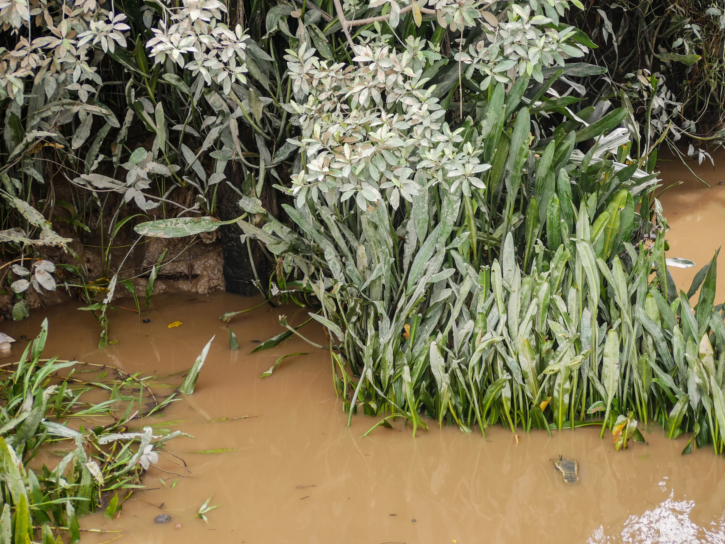 Cryptocoryne cilliata — Florida Aquatic Nurseries