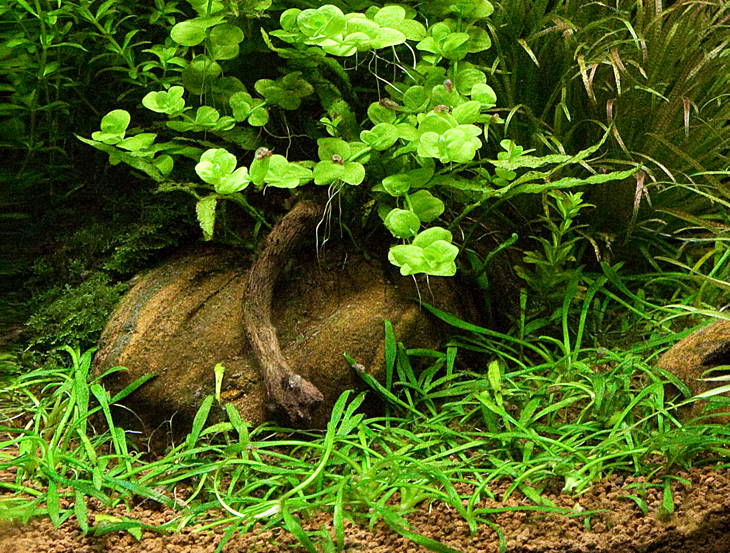 Cryptocoryne parva — Florida Aquatic Nurseries