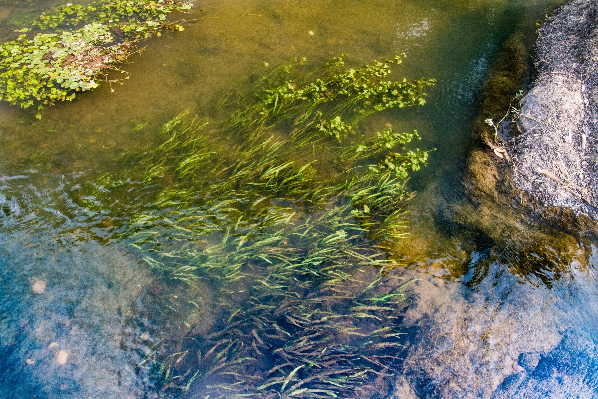 Cryptocoryne retrospiralis — Florida Aquatic Nurseries