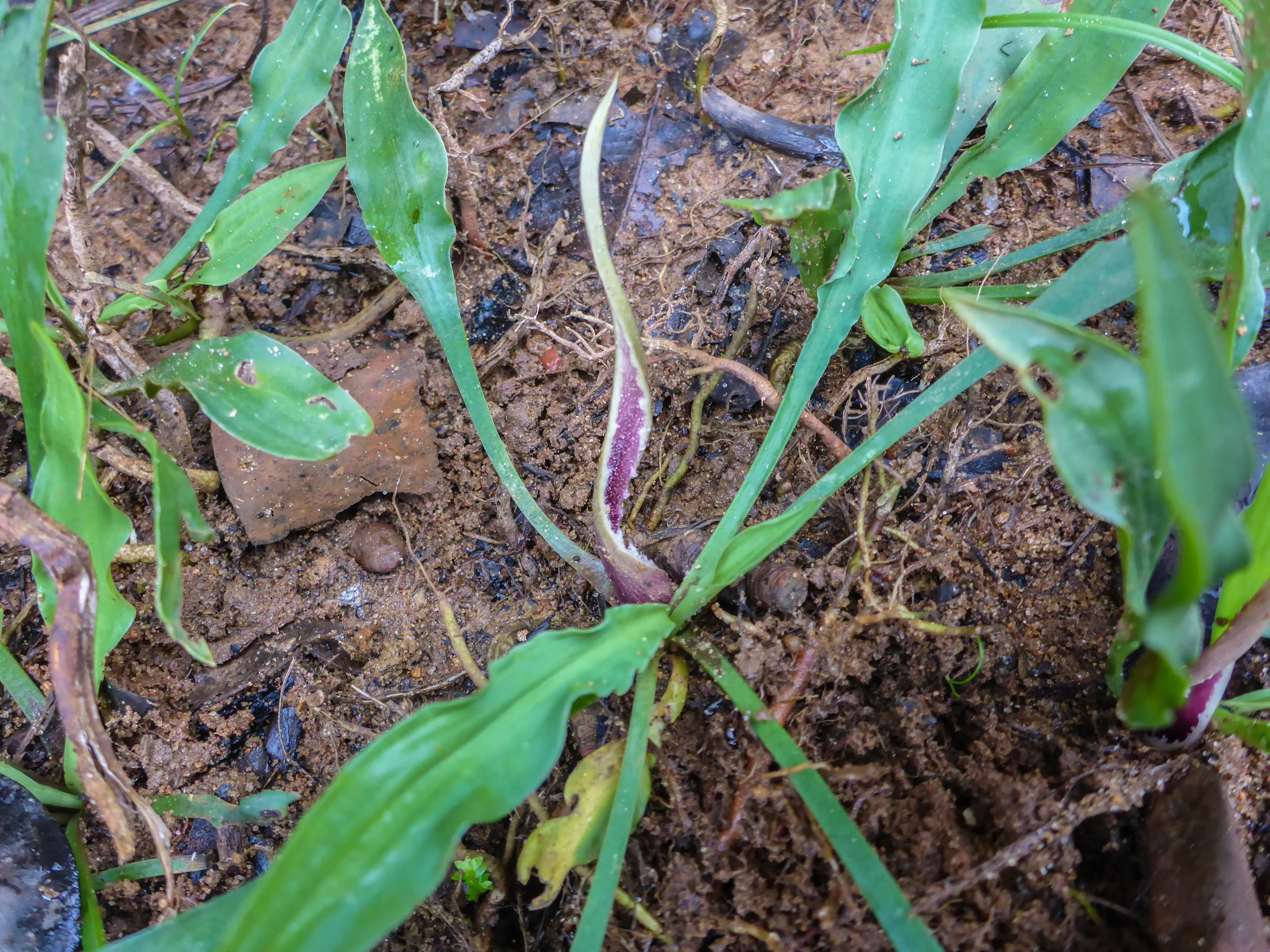 Cryptocoryne spiralis — Florida Aquatic Nurseries