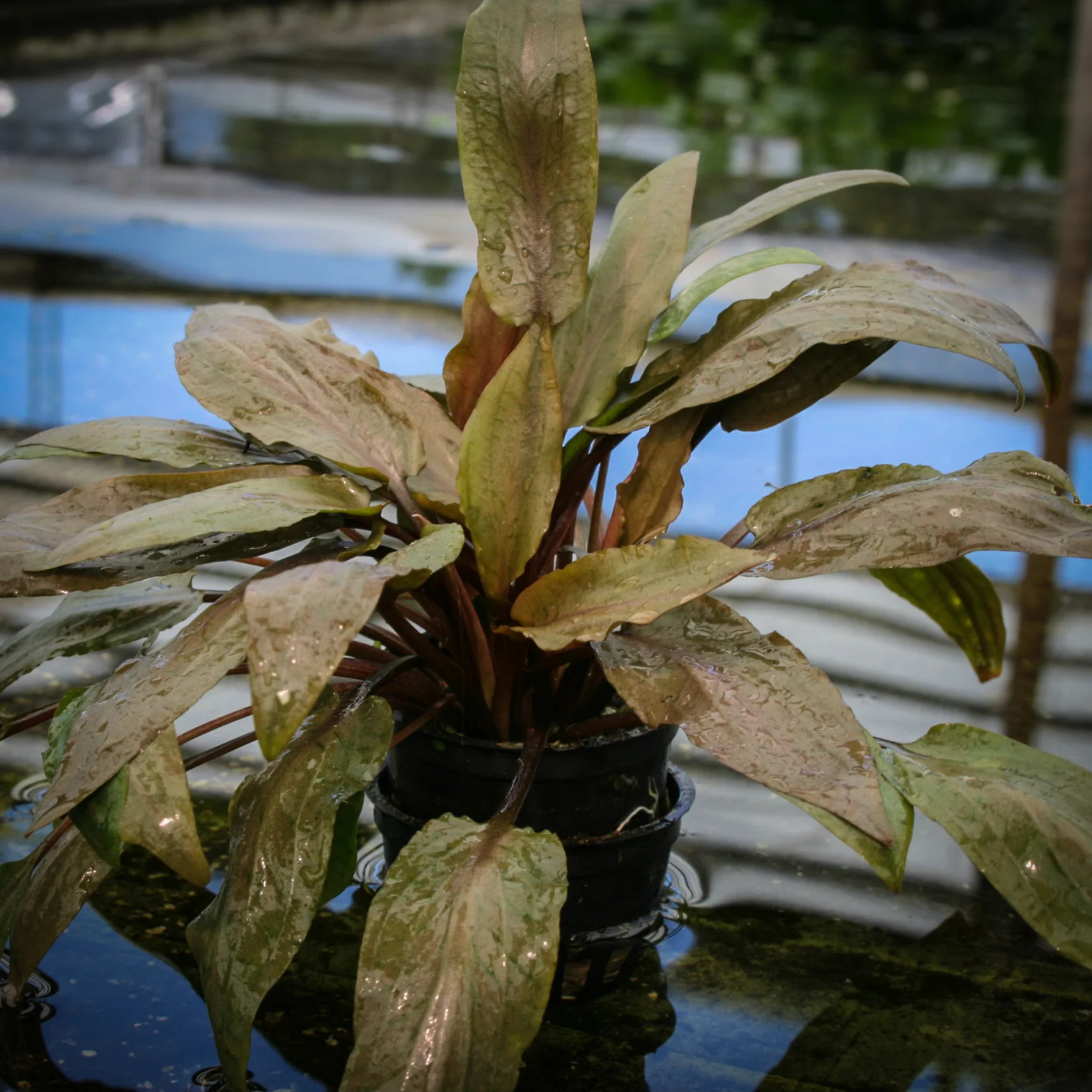Cryptocoryne undulata — Florida Aquatic Nurseries