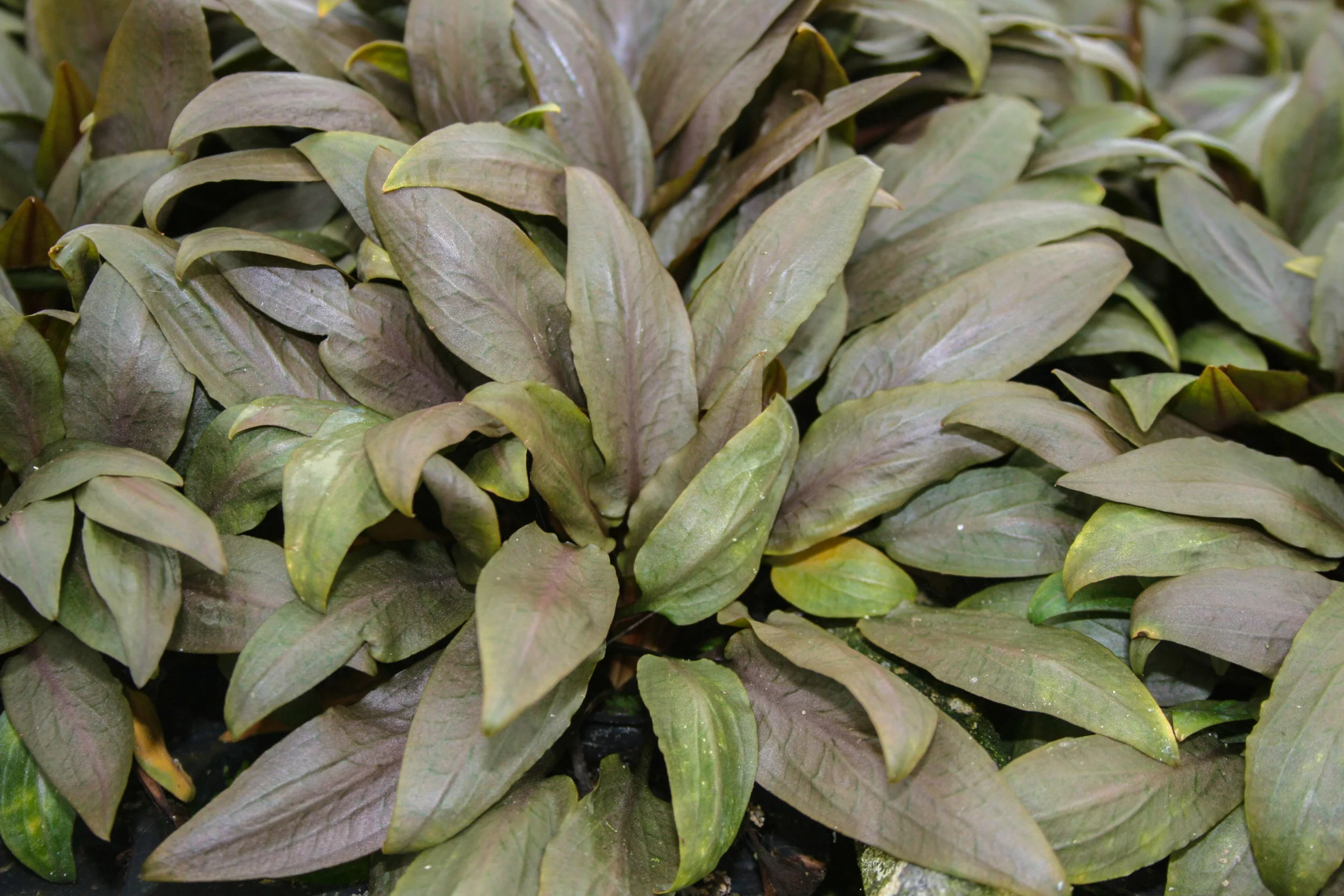 Cryptocoryne undulata — Florida Aquatic Nurseries
