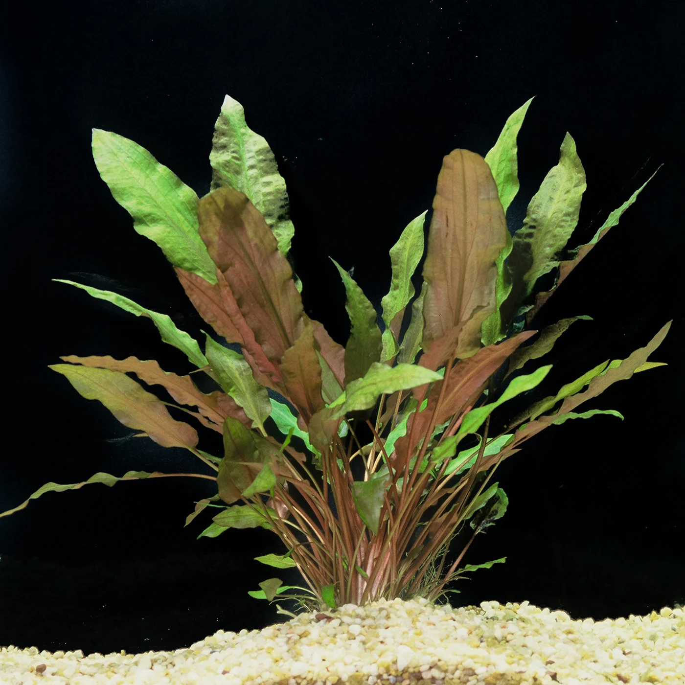 Cryptocoryne Wendtii Mi Oya Florida Aquatic Nurseries Cryptocoryne Wendtii Mi Oya Florida Aquatic Nurseries