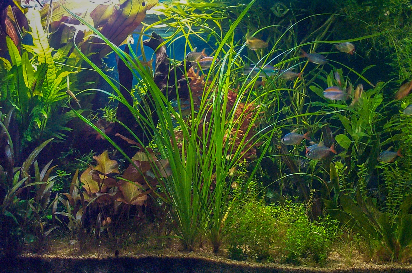 Cyperus helferi — Florida Aquatic Nurseries