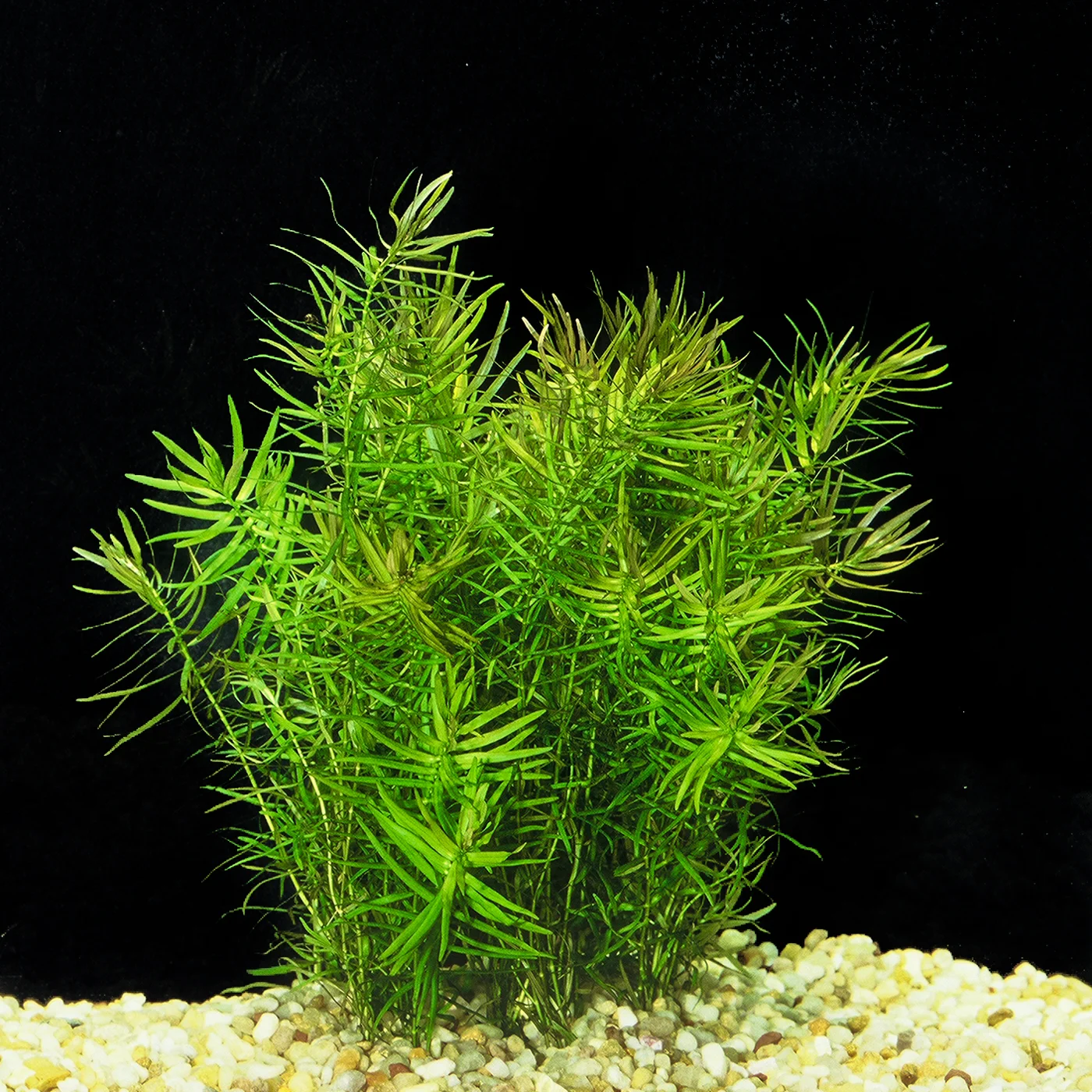 Aquarium Plants — Florida Aquatic Nurseries