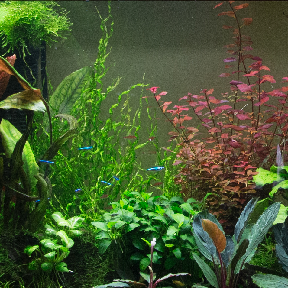 Helanthium bolivianum 'Vesuvius' — Florida Aquatic Nurseries