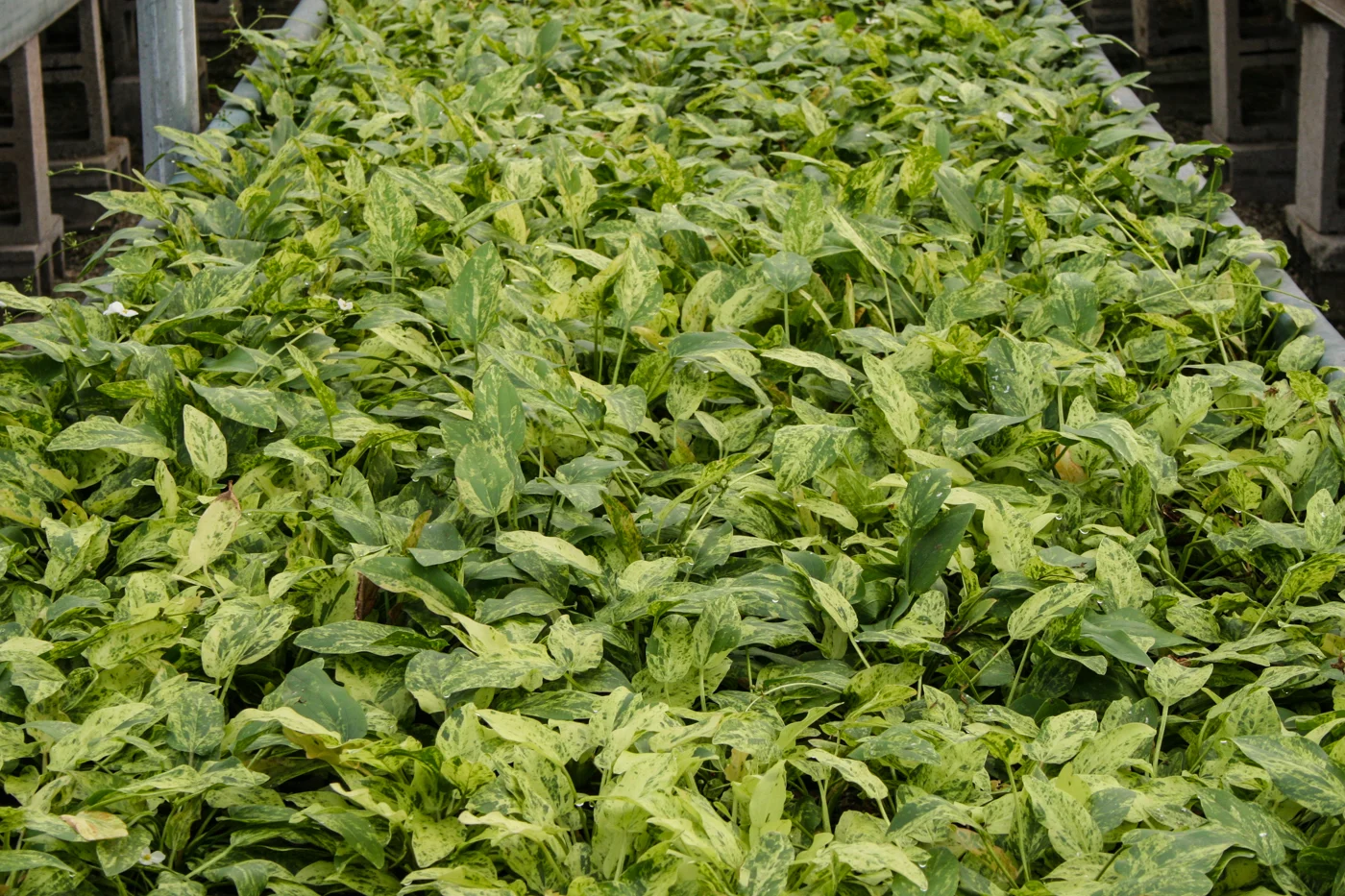 Echinodorus cordifolius 'Tropica Marble Queen' — Florida Aquatic Nurseries