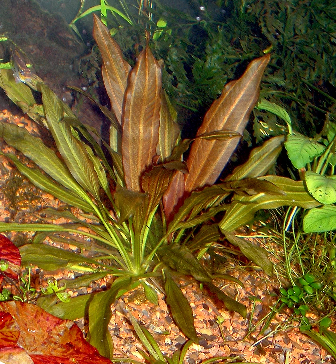 Echinodorus 'Kleiner Prinz' — Florida Aquatic Nurseries