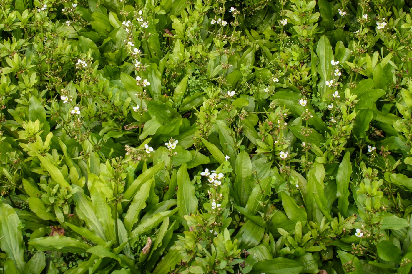 Echinodorus martii — Florida Aquatic Nurseries
