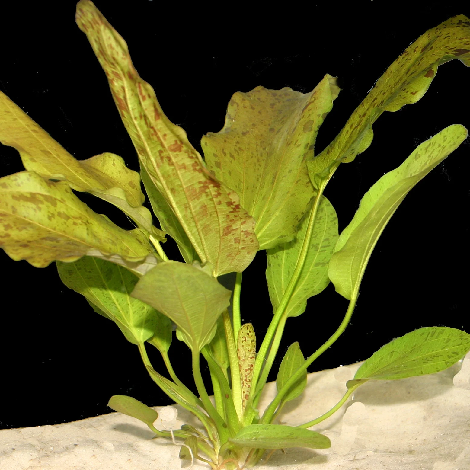 Echinodorus 'Green Ozelot' — Florida Aquatic Nurseries