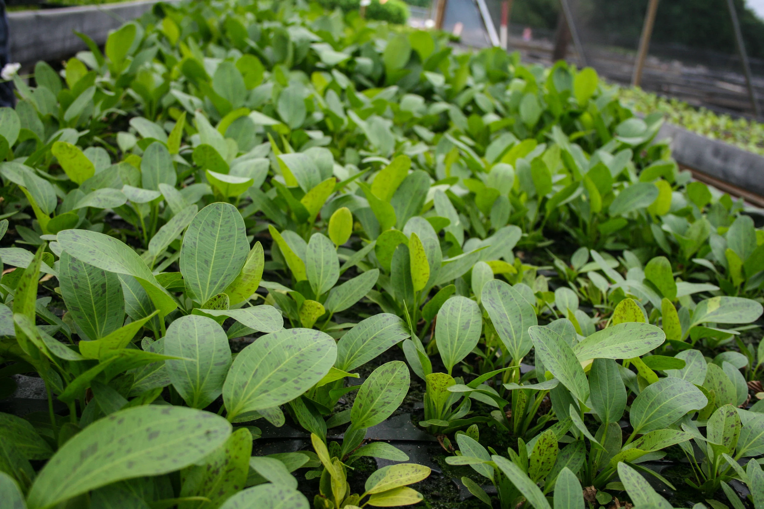 Echinodorus 'Green Ozelot' — Florida Aquatic Nurseries
