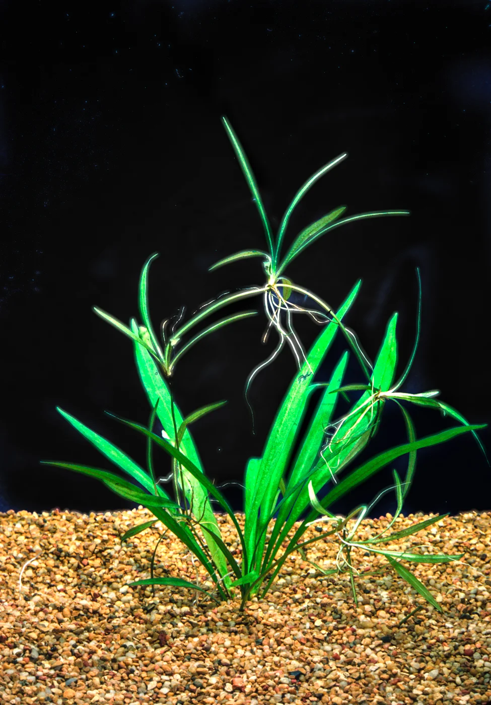 Helanthium bolivianum 'Quadricostatus' — Florida Aquatic Nurseries
