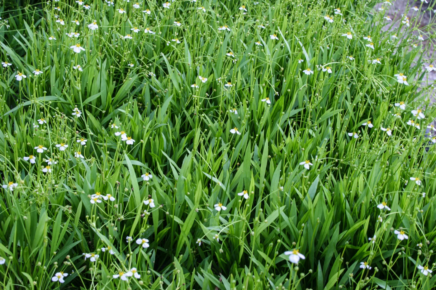 Helanthium tenellum — Florida Aquatic Nurseries