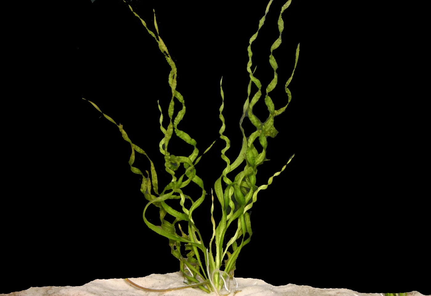 Helanthium 'Vesuvius' article — Florida Aquatic Nurseries