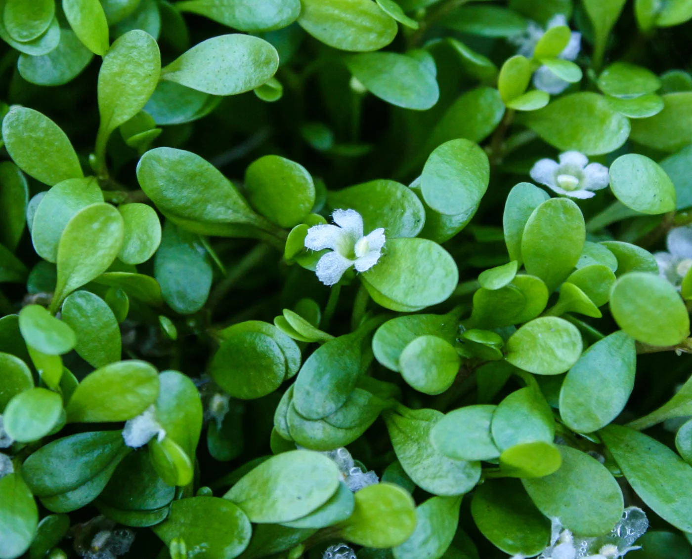 Glossostigma elatinoides — Florida Aquatic Nurseries