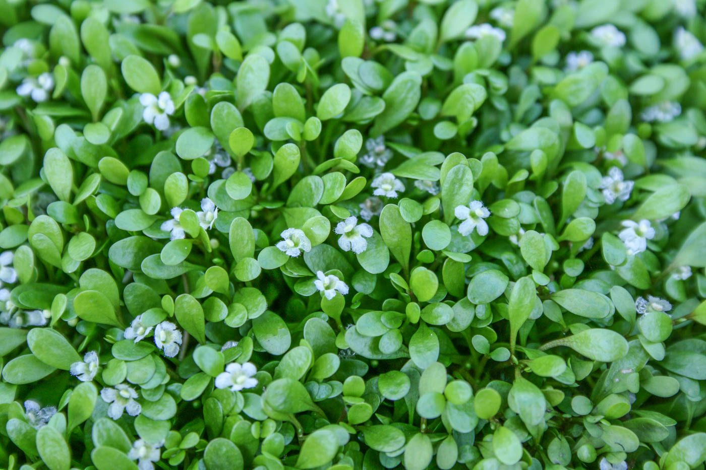 Glossostigma elatinoides — Florida Aquatic Nurseries