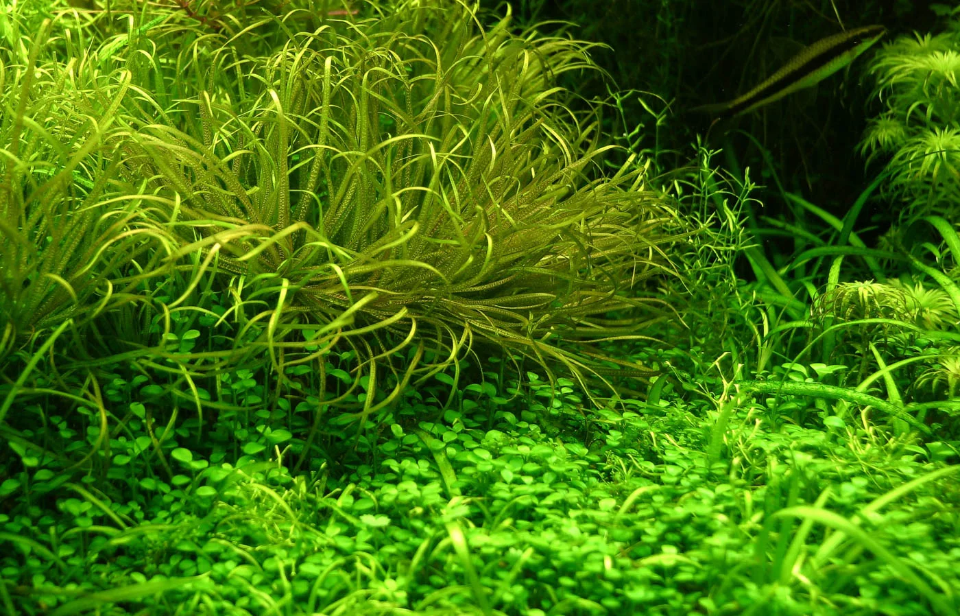 Glossostigma elatinoides — Florida Aquatic Nurseries