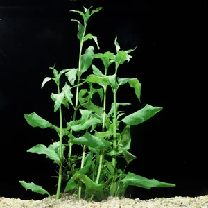 Gymnocoronis spilanthoides — Florida Aquatic Nurseries