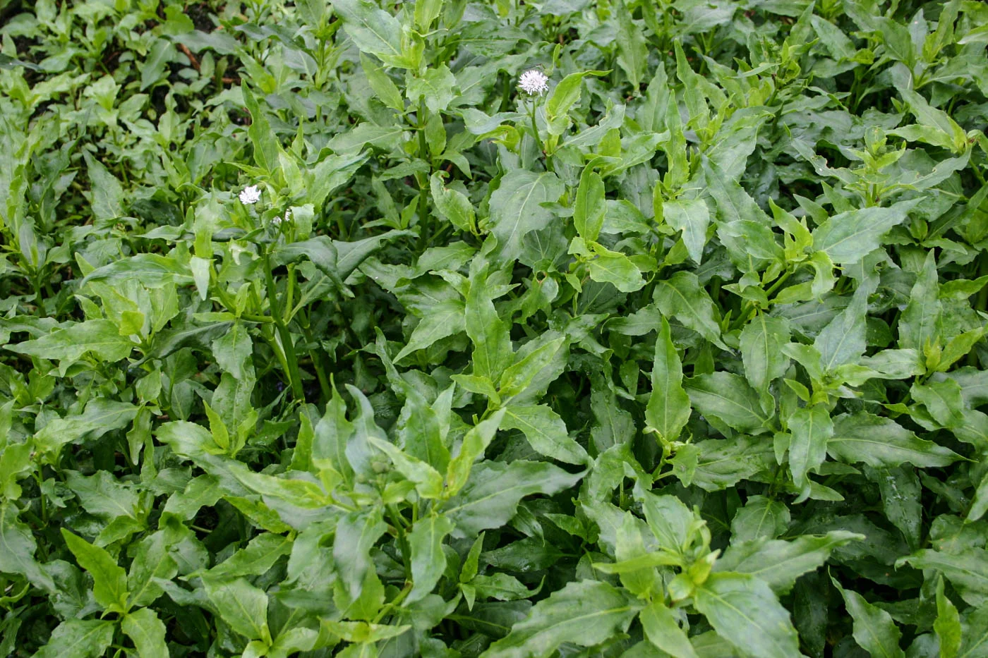 Gymnocoronis spilanthoides — Florida Aquatic Nurseries