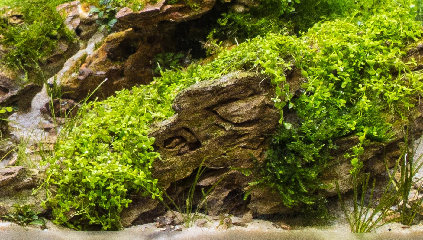 Hemianthus callitrichoides 'Cuba' — Florida Aquatic Nurseries