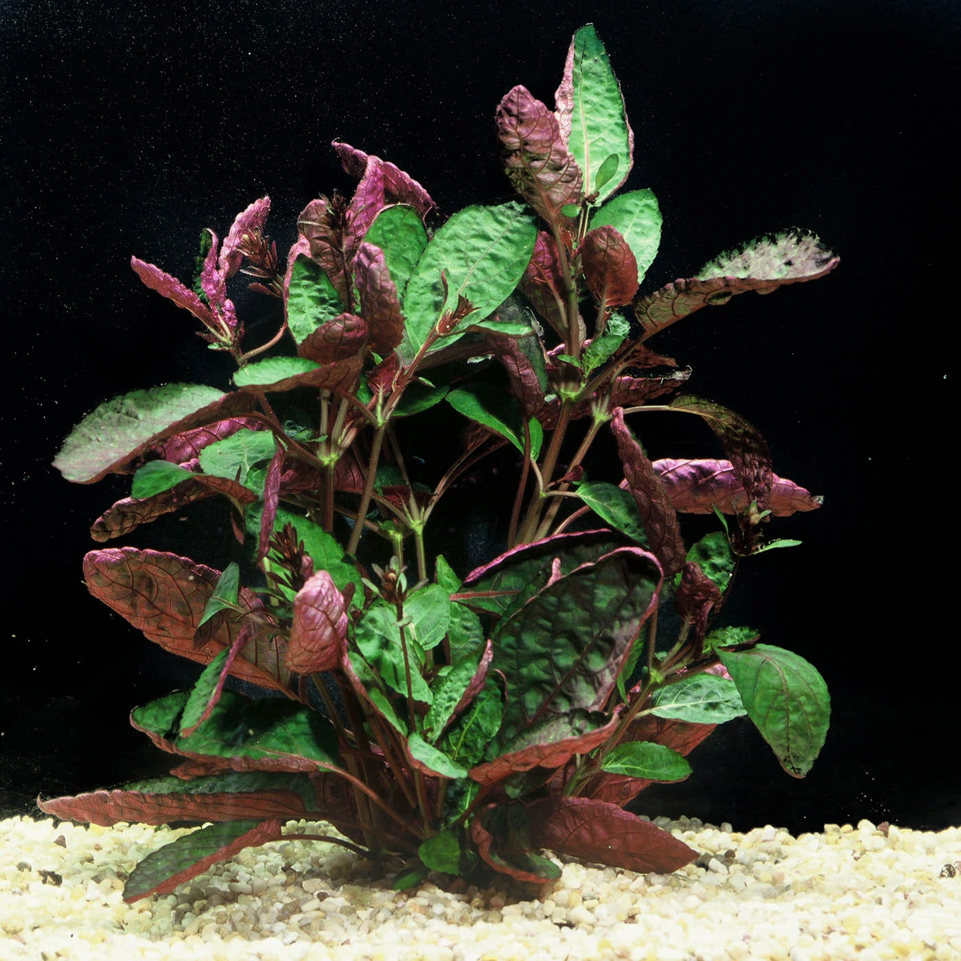 Hemigraphis exotica – Pt | Furðufuglar og fylgifiskar - Gæludýraverslun