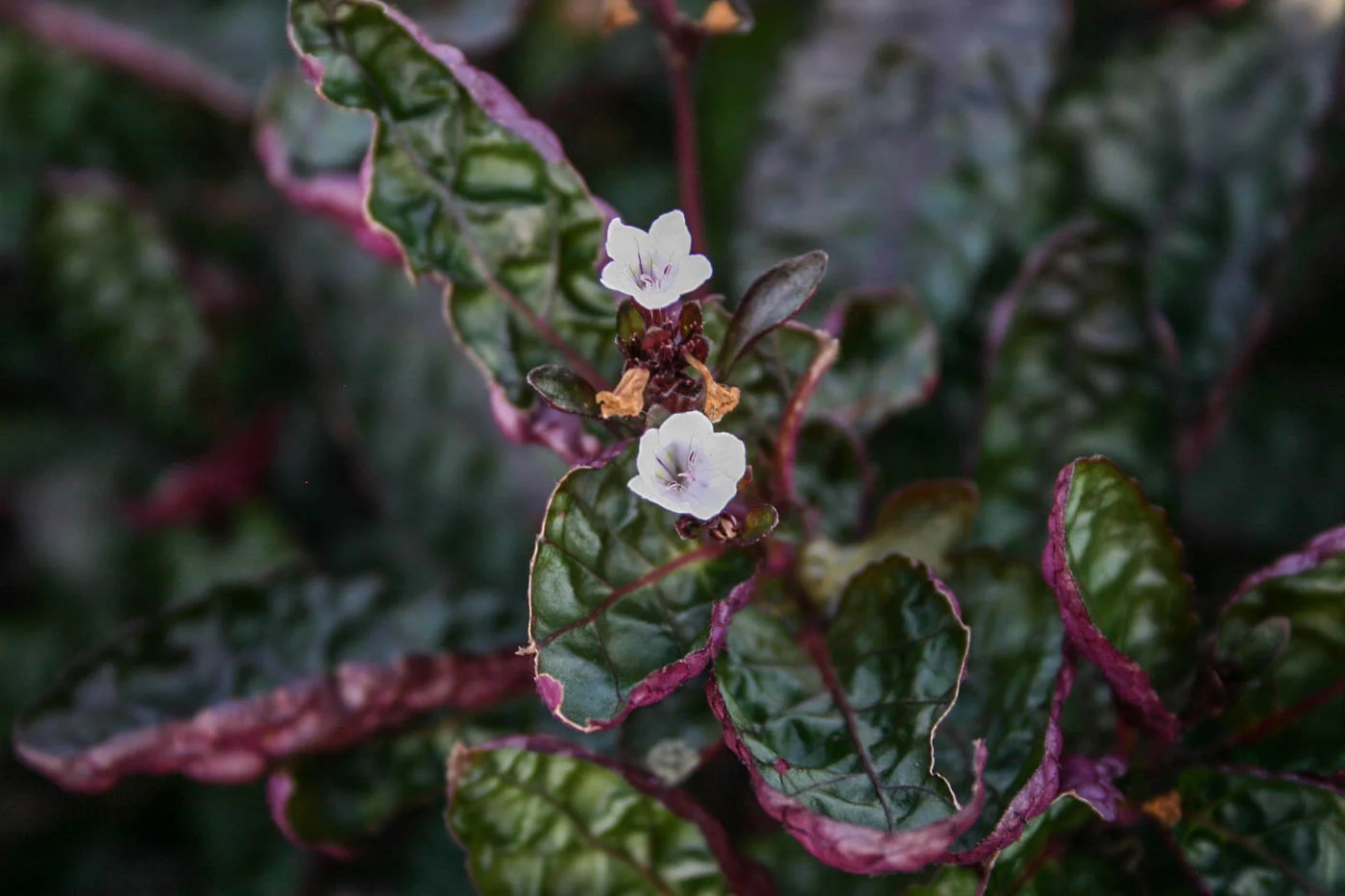 Hemigraphis exotica — Florida Aquatic Nurseries