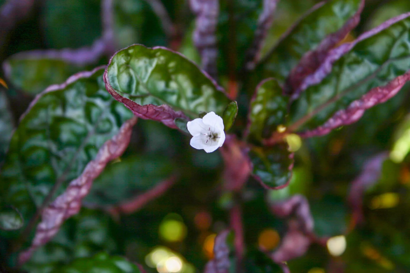 Hemigraphis repanda — Florida Aquatic Nurseries