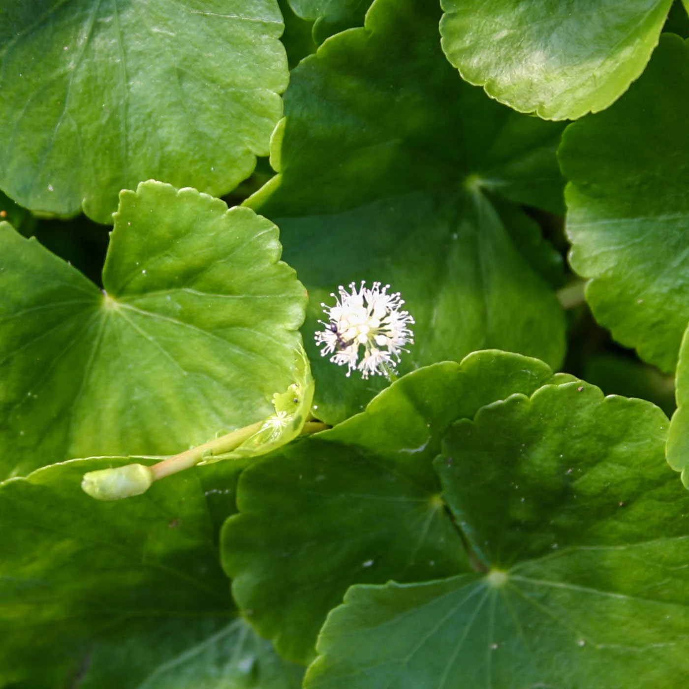 Hydrocotyle leucocephala — Florida Aquatic Nurseries