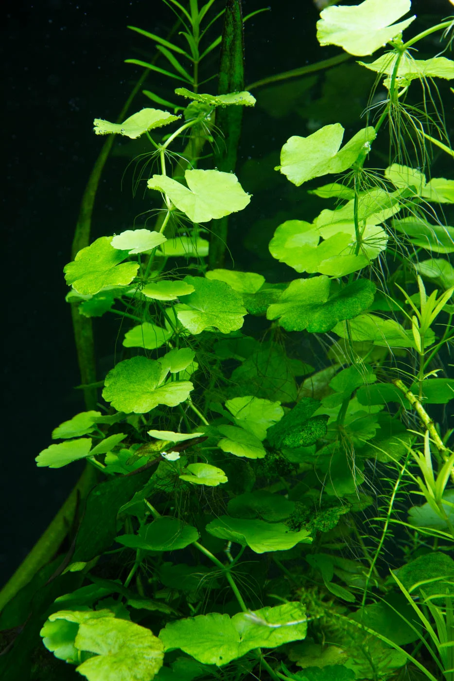 Hydrocotyle leucocephala — Florida Aquatic Nurseries