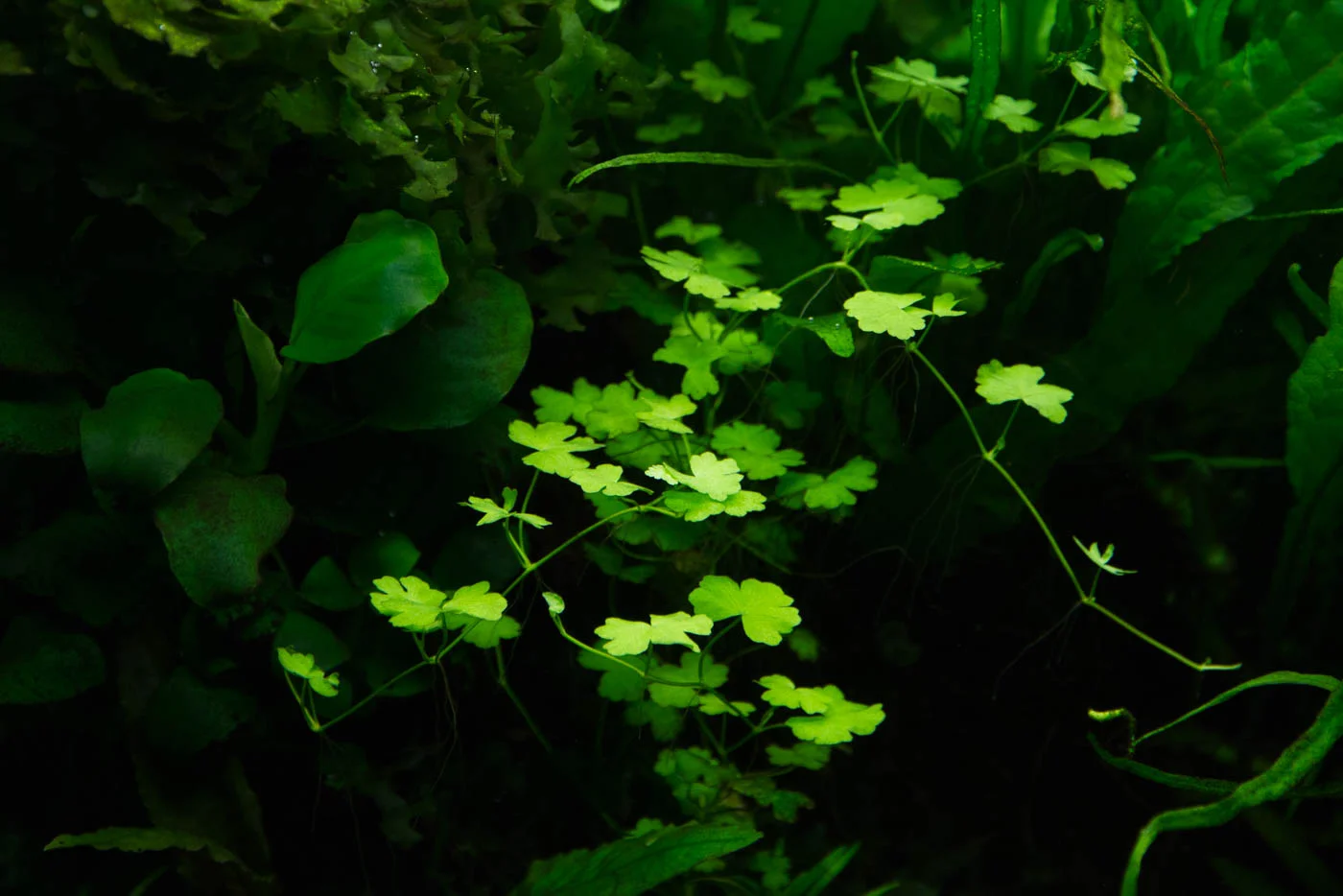 Hydrocotyle cf. tripartita — Florida Aquatic Nurseries