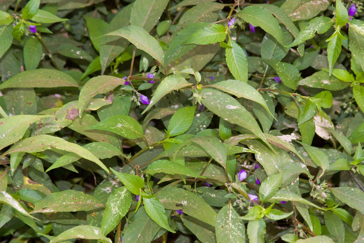 Hygrophila corymbosa — Florida Aquatic Nurseries