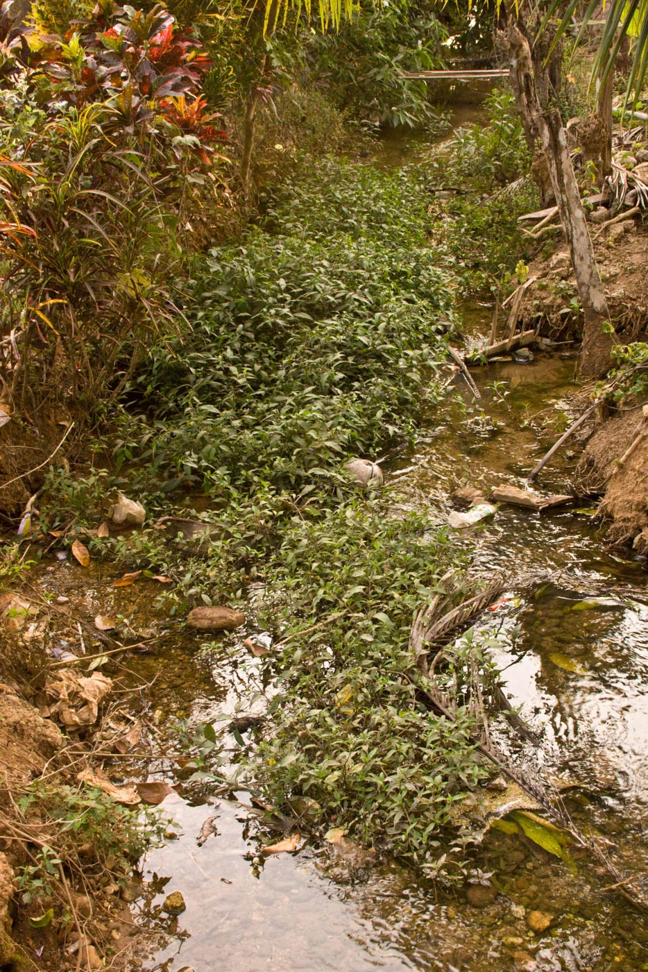 Hygrophila corymbosa — Florida Aquatic Nurseries