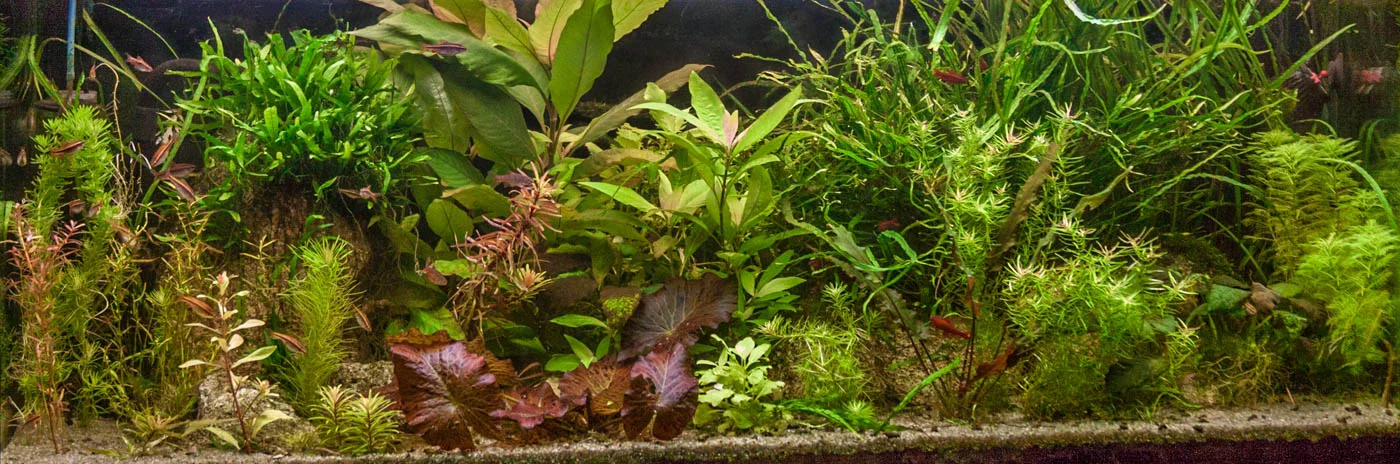 Hygrophila corymbosa — Florida Aquatic Nurseries