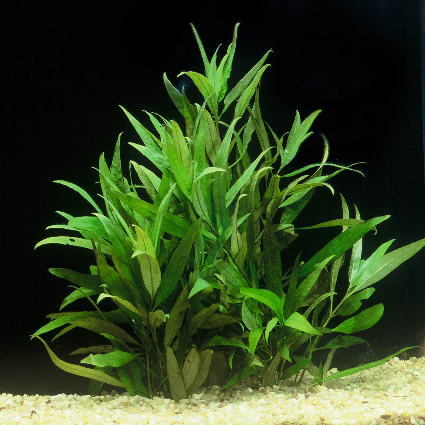 Hygrophila corymbosa 'Siamensis' — Florida Aquatic Nurseries