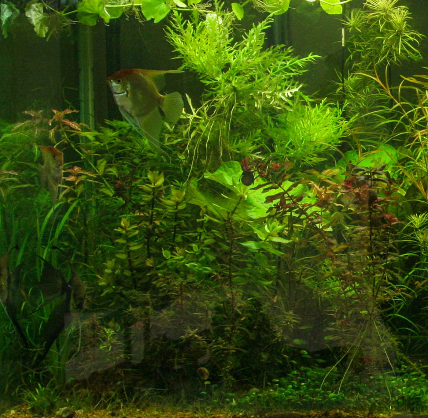 Hygrophila difformis — Florida Aquatic Nurseries