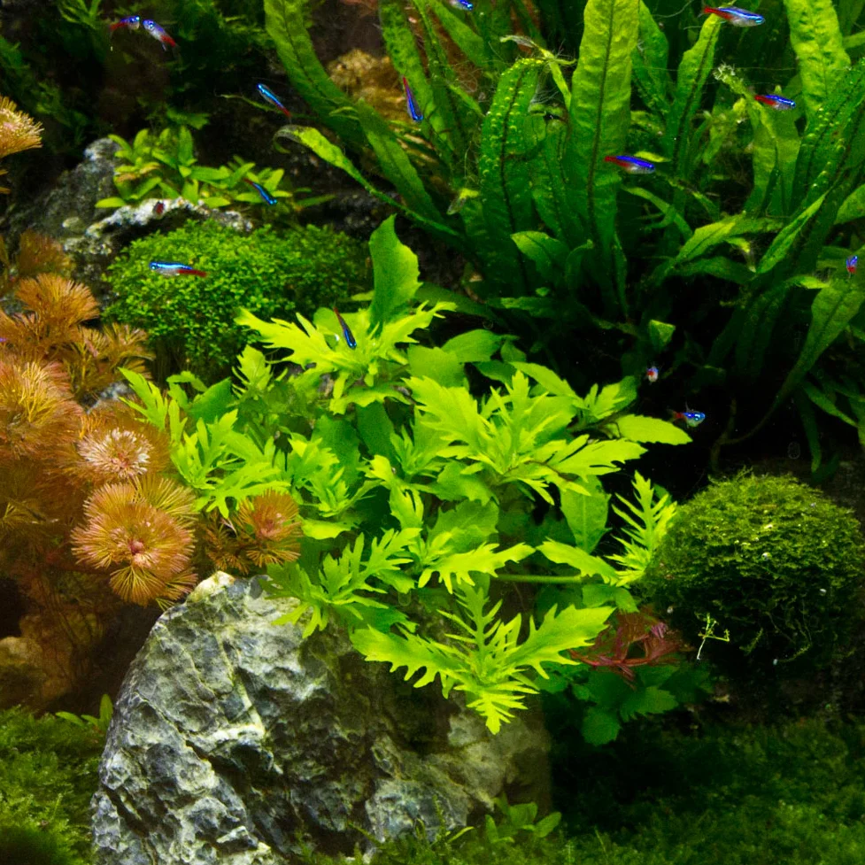 Hygrophila Difformis