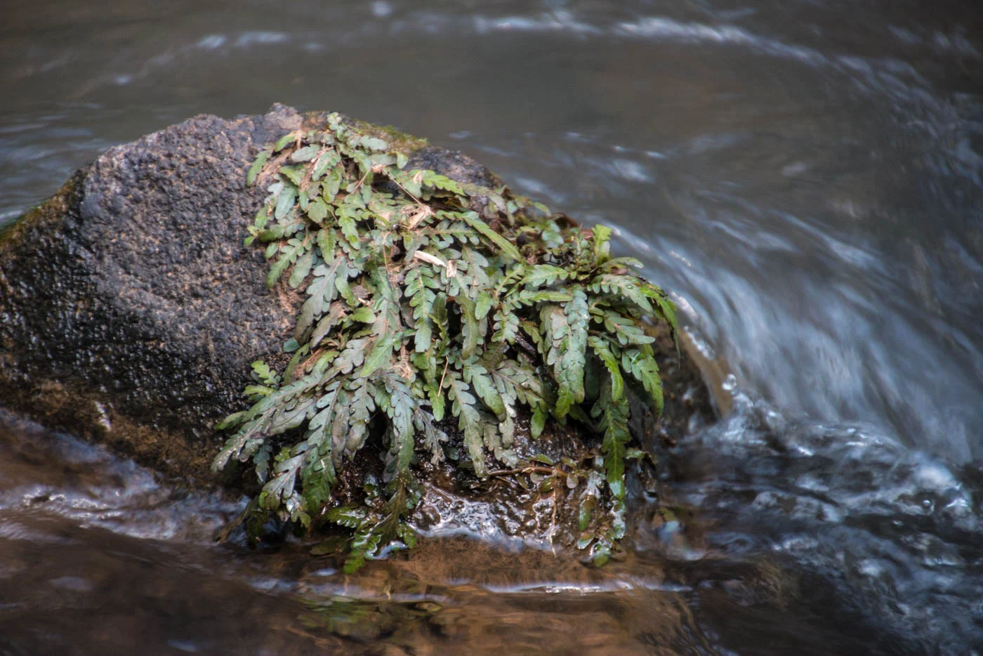 Hygrophila pinnatifida — Florida Aquatic Nurseries
