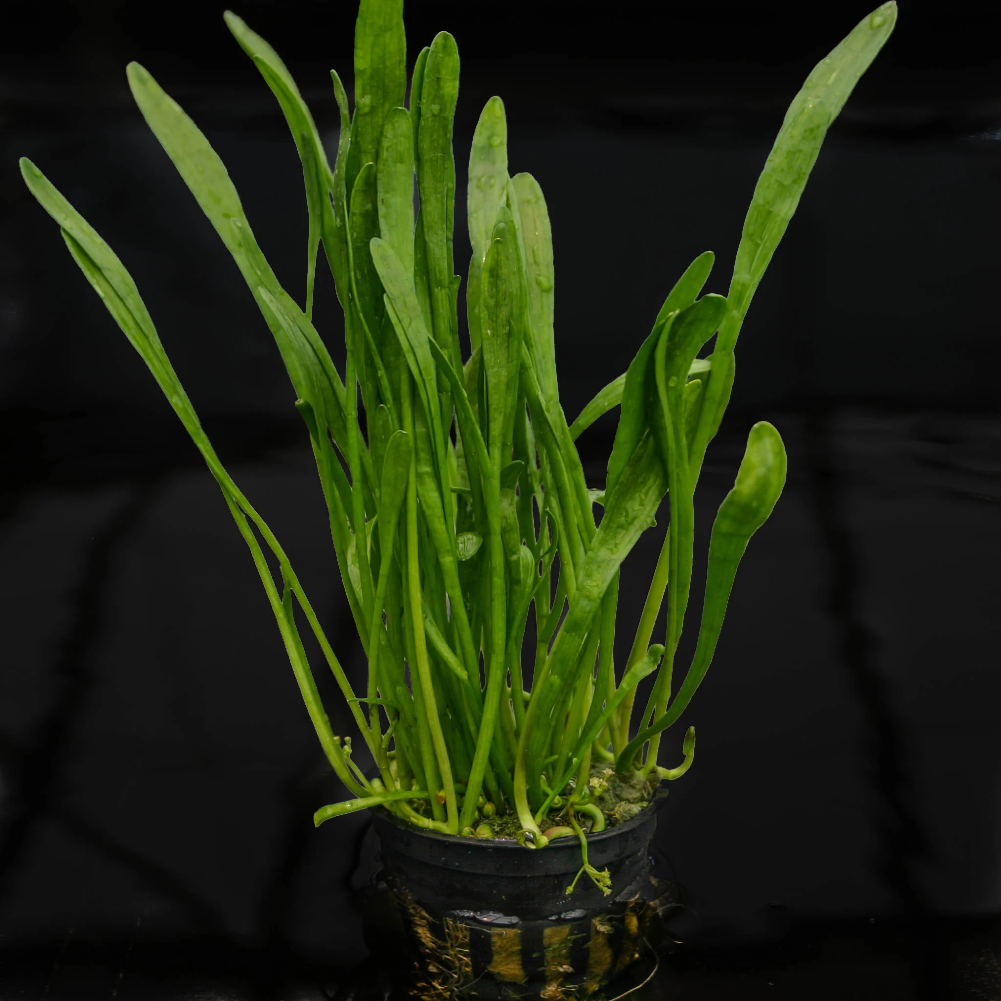 Lilaeopsis carolinensis — Florida Aquatic Nurseries