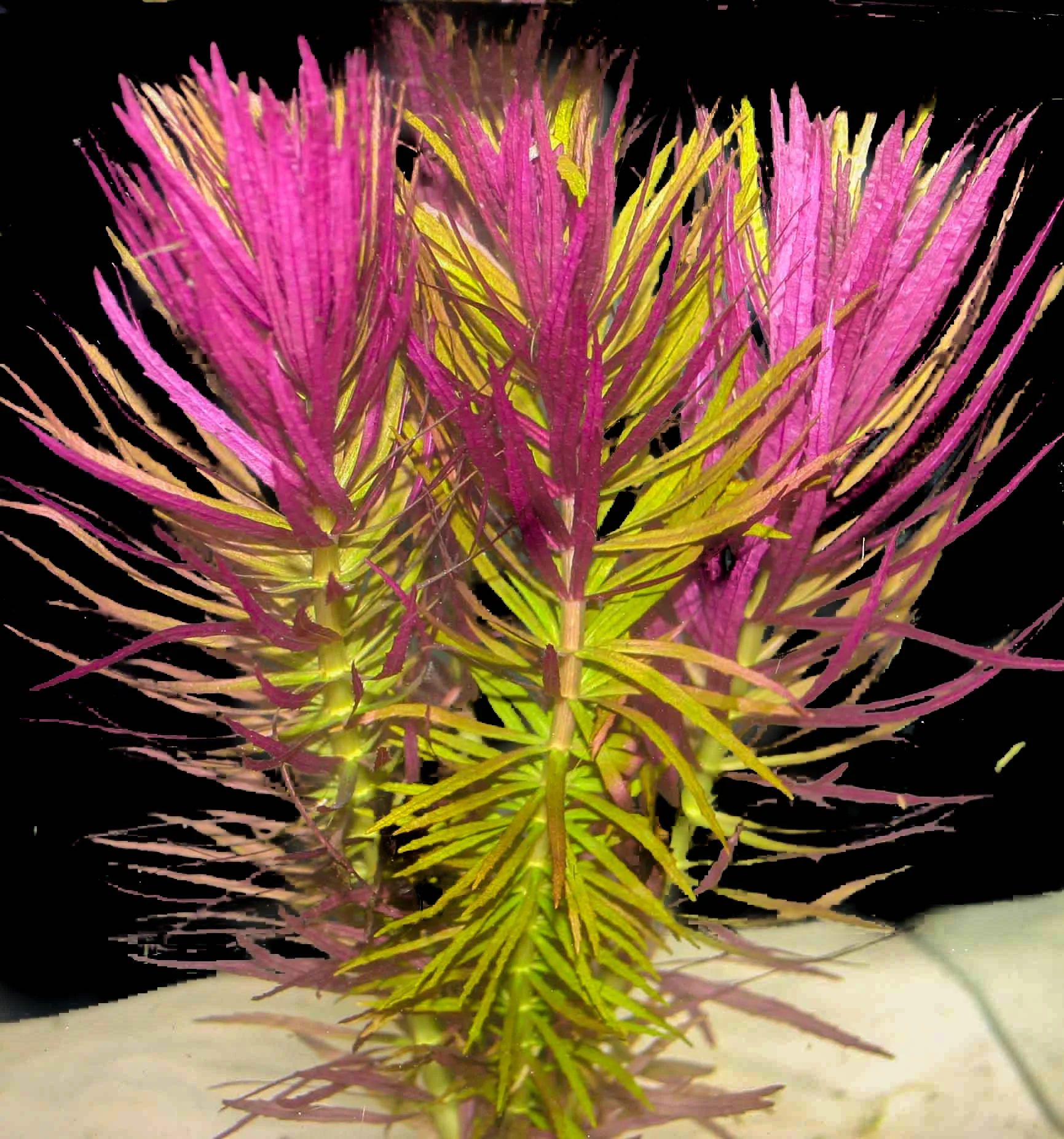 Limnophila Hippuridoides Florida Aquatic Nurseries
