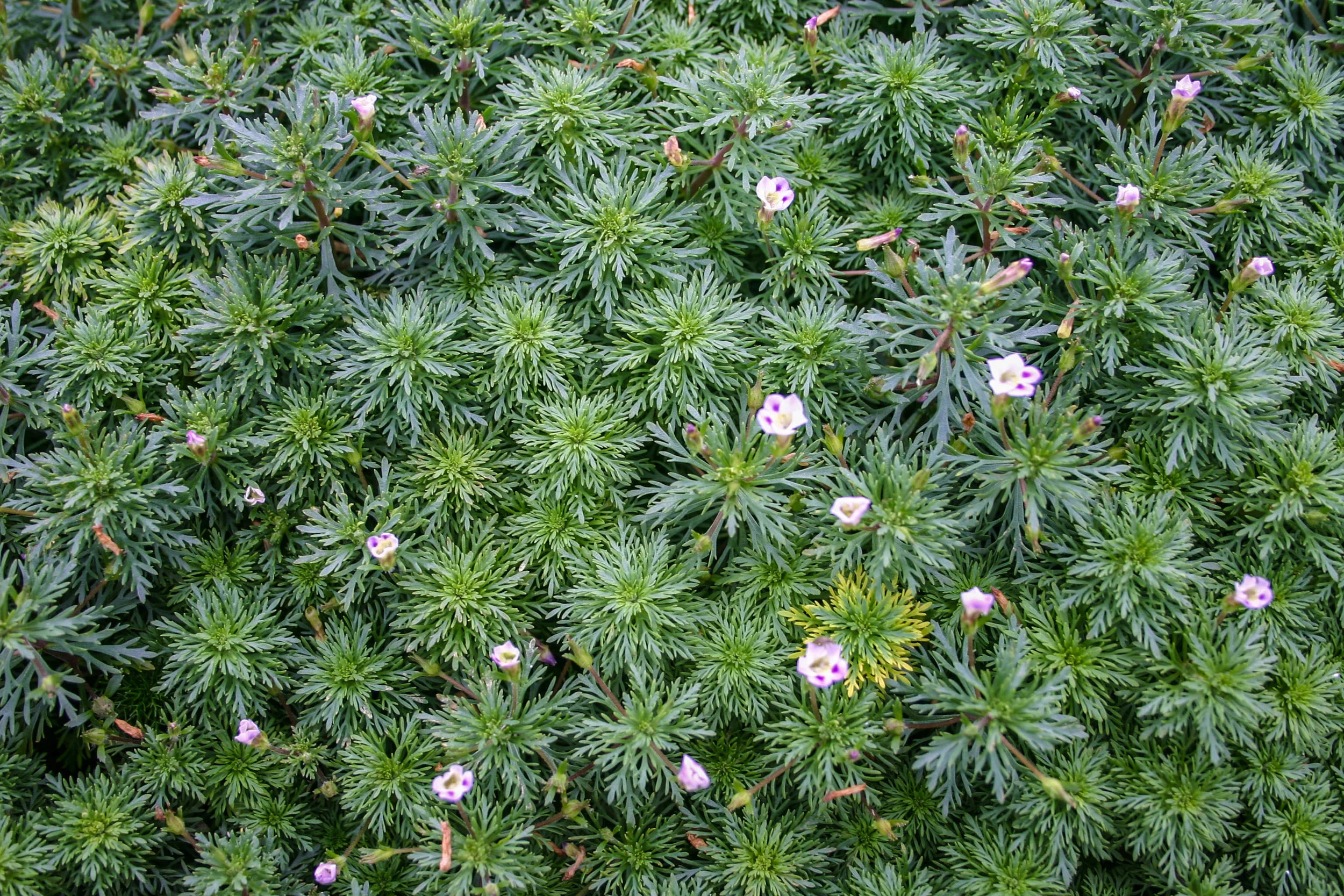 Limnophila indica — Florida Aquatic Nurseries