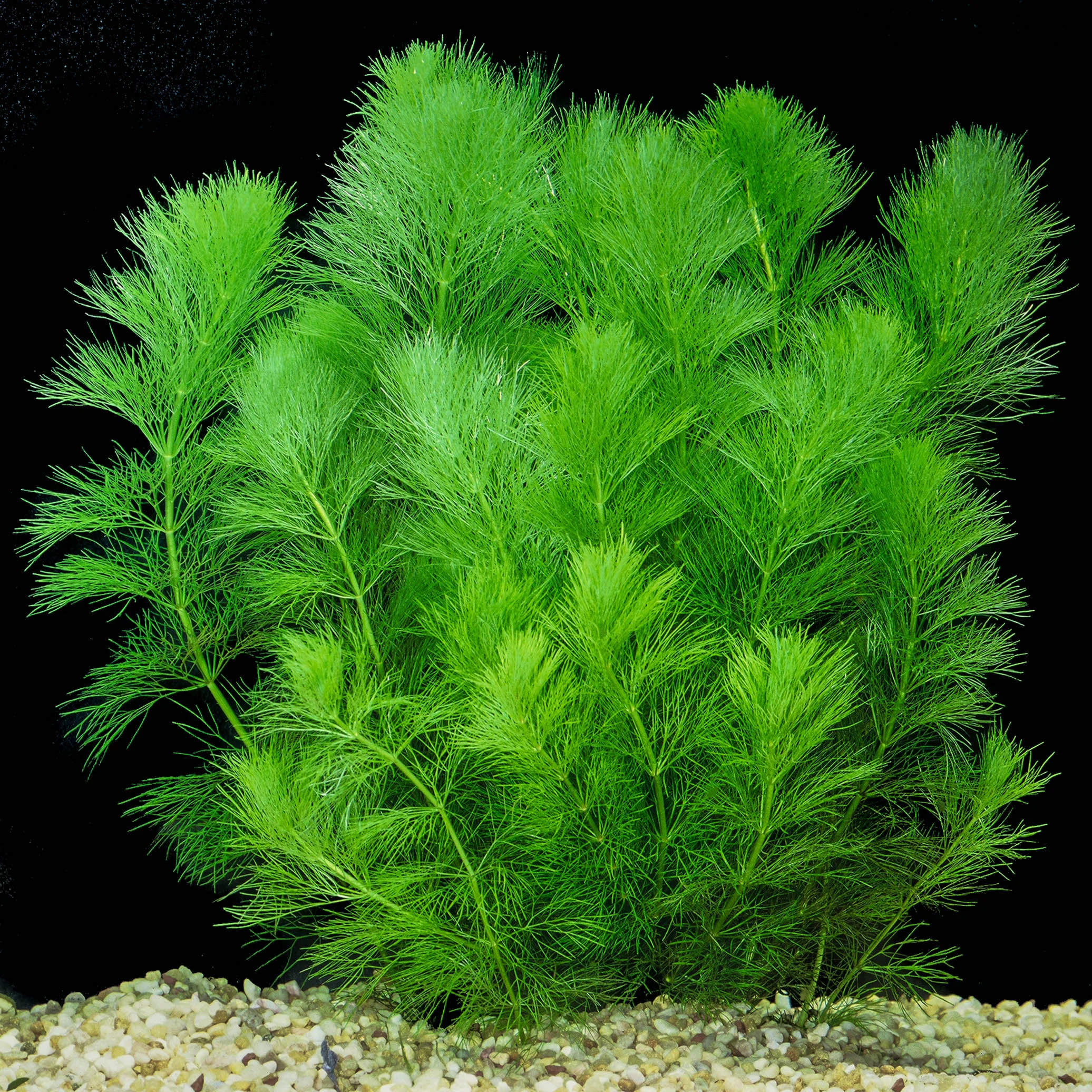 Limnophila indica — Florida Aquatic Nurseries
