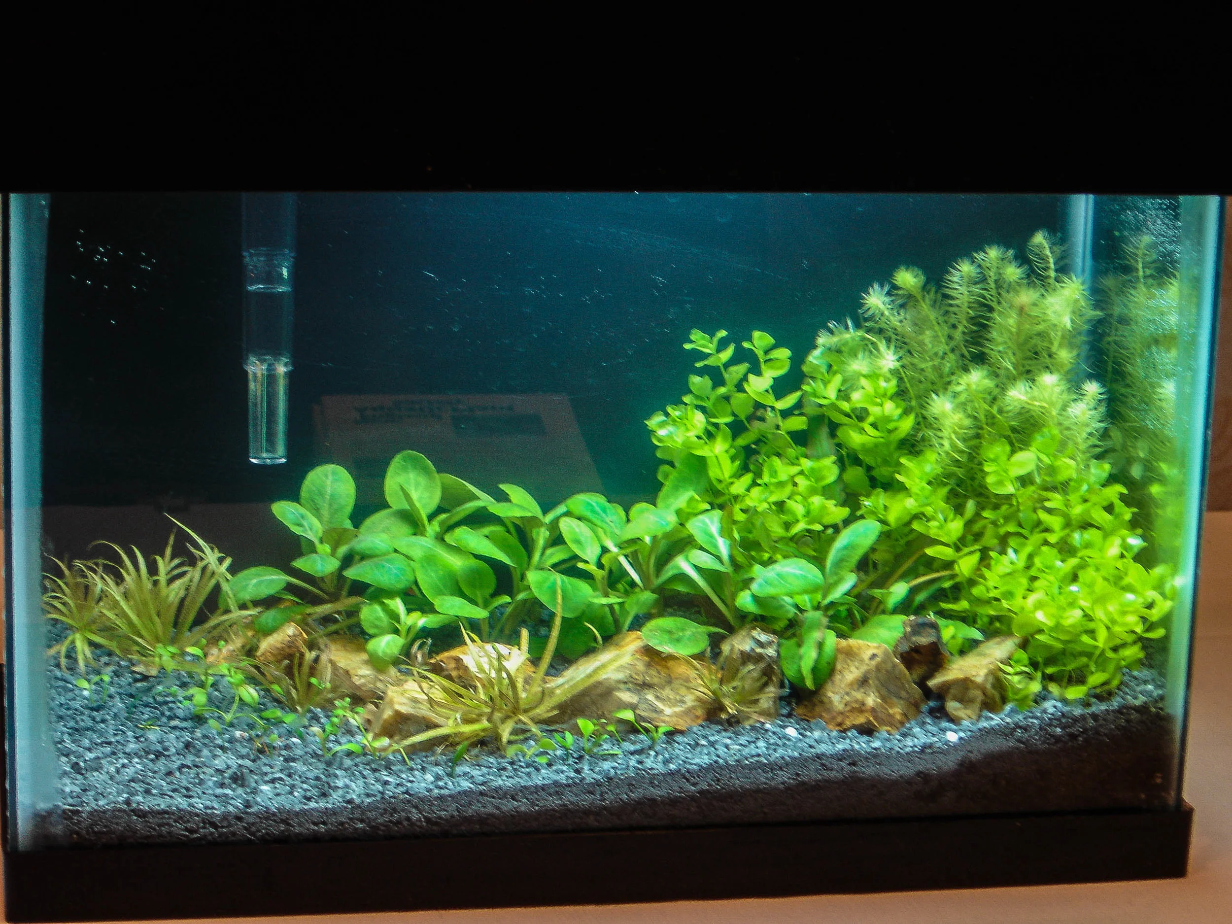 Lobelia cardinalis (small form) — Florida Aquatic Nurseries