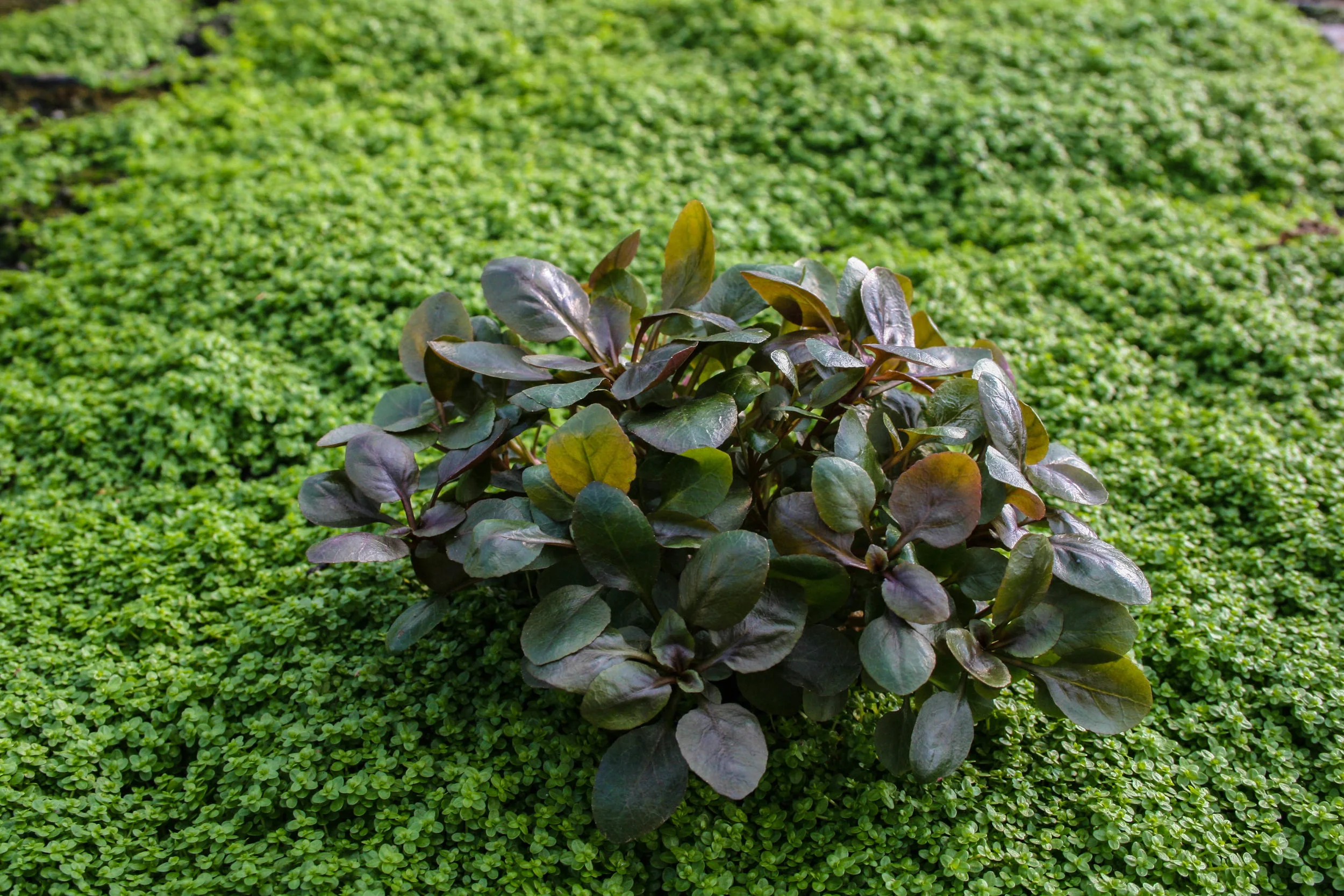 Lobelia cardinalis (small form) — Florida Aquatic Nurseries