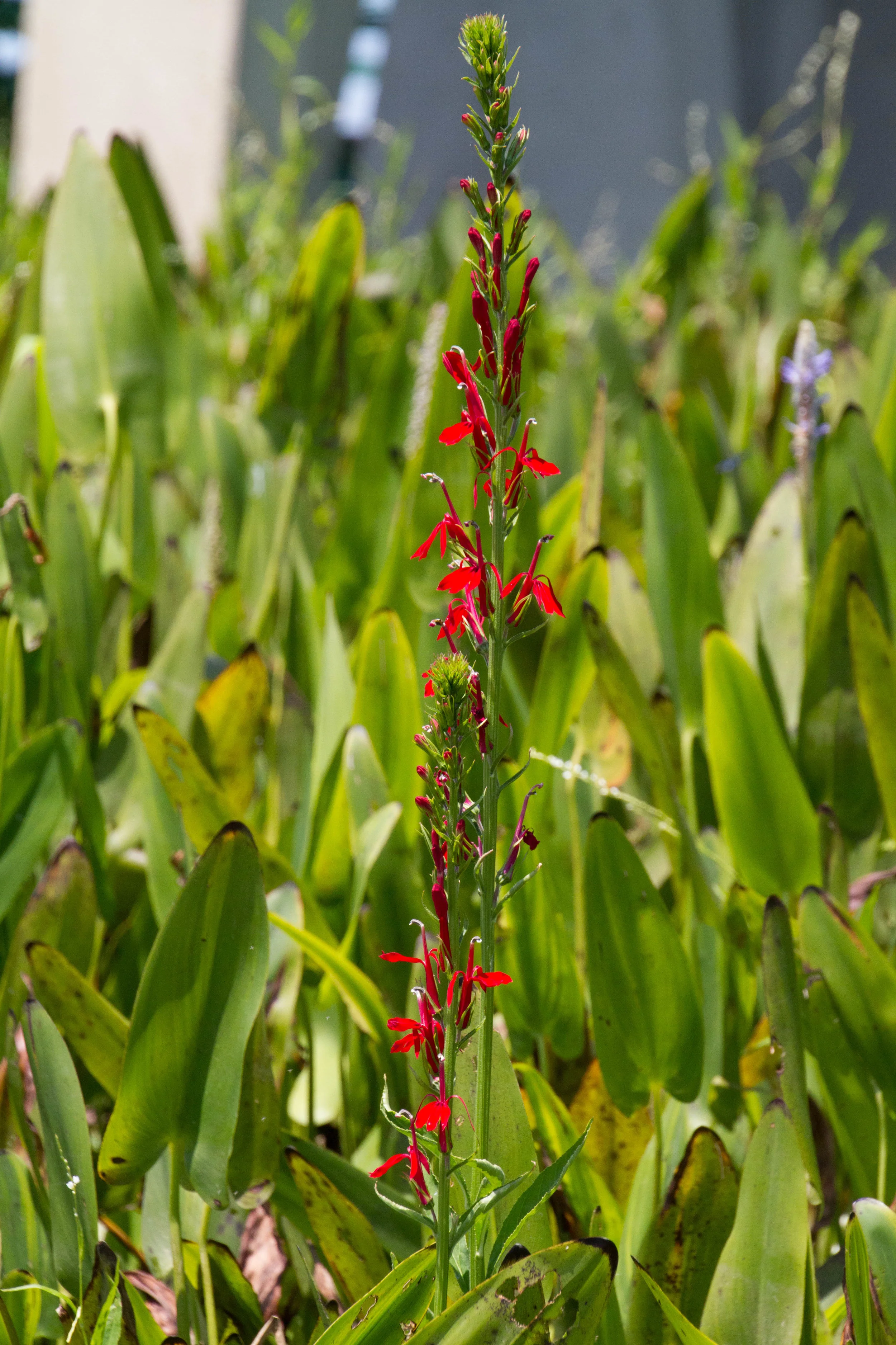Lobelia cardinalis (small form) — Florida Aquatic Nurseries