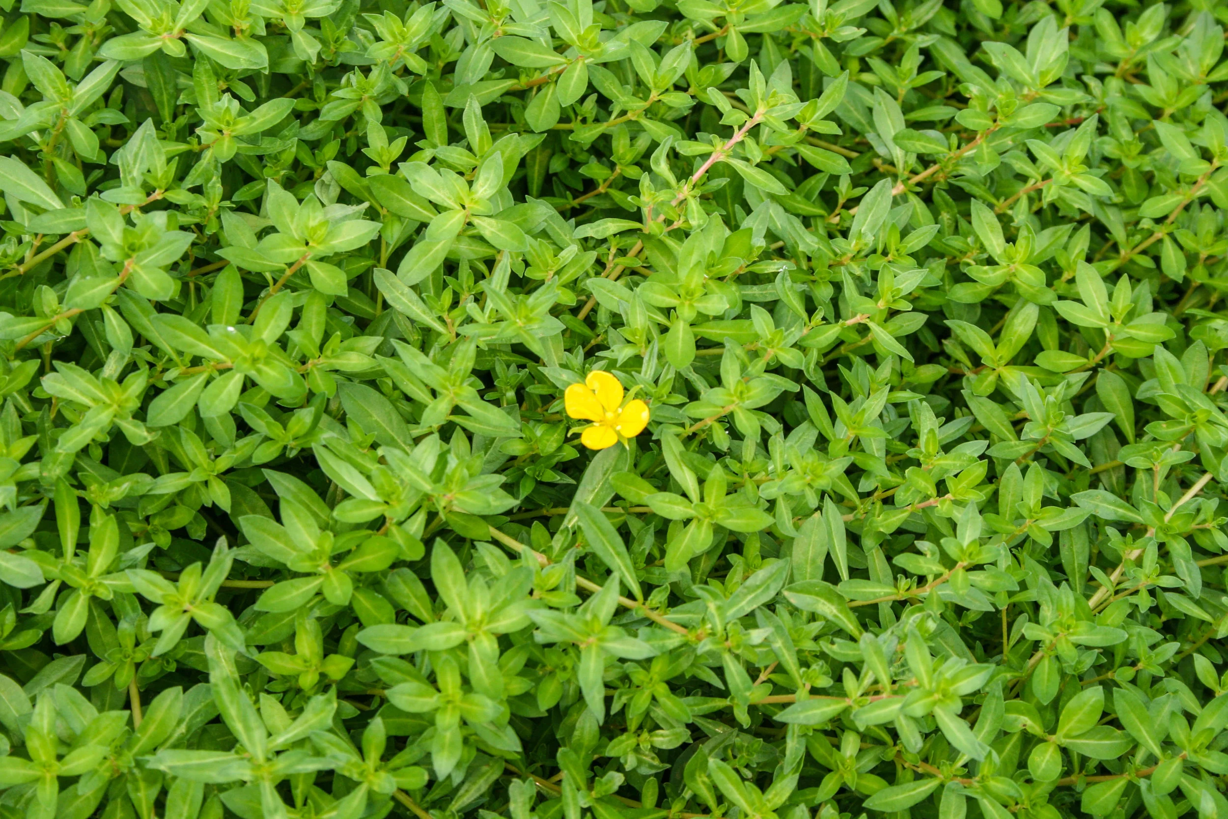 Ludwigia Arcuata