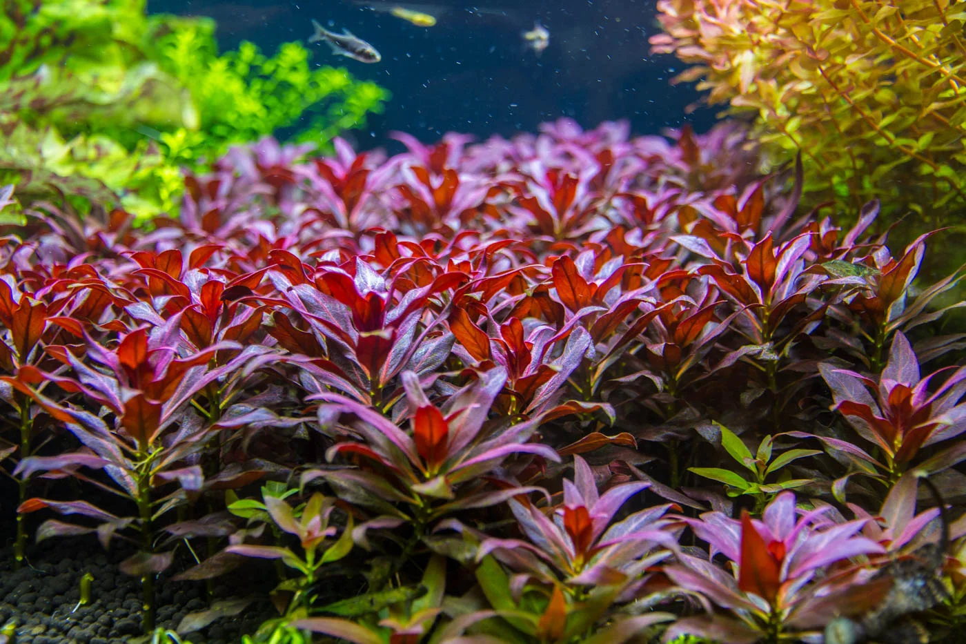 Ludwigia glandulosa — Florida Aquatic Nurseries