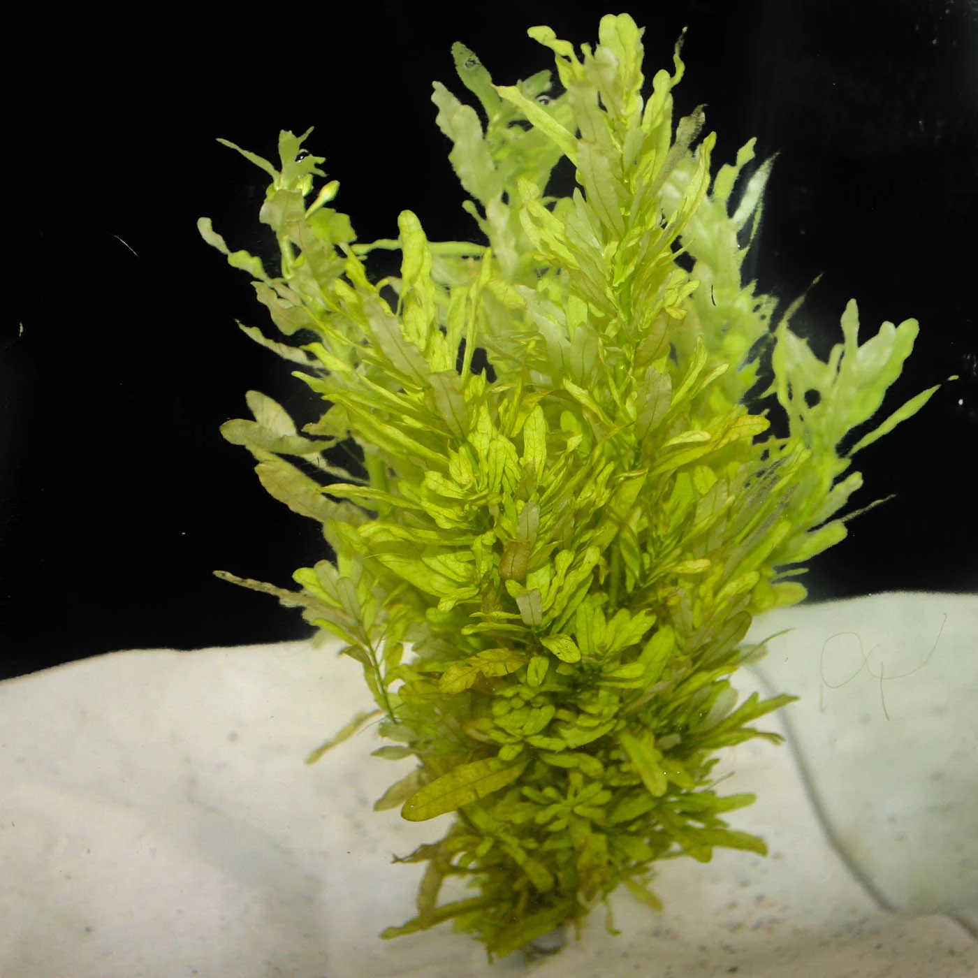 Ludwigia inclinata 'green' — Florida Aquatic Nurseries