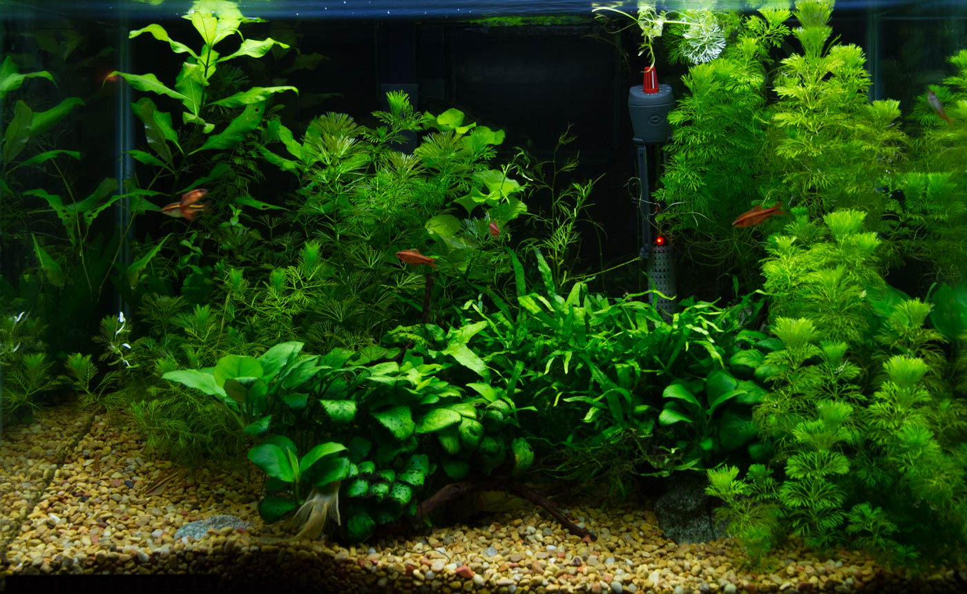 Limnophila indica — Florida Aquatic Nurseries