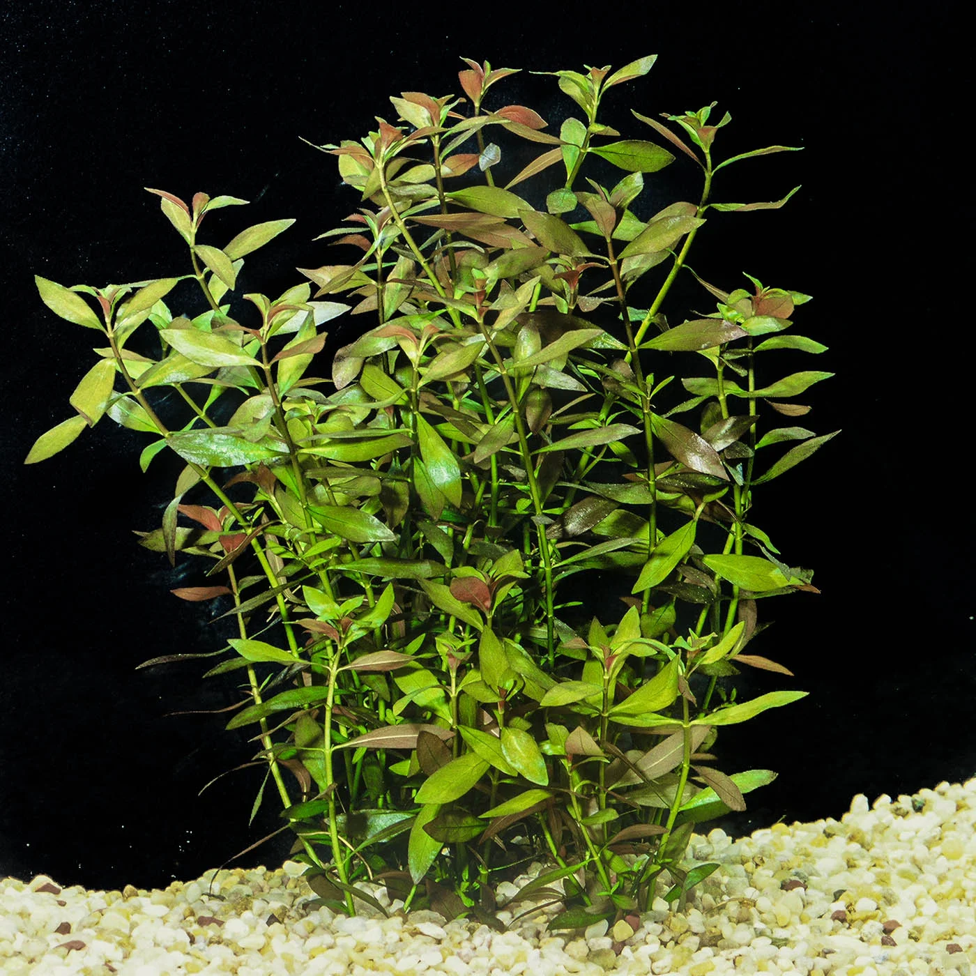 Ludwigia palustris — Florida Aquatic Nurseries