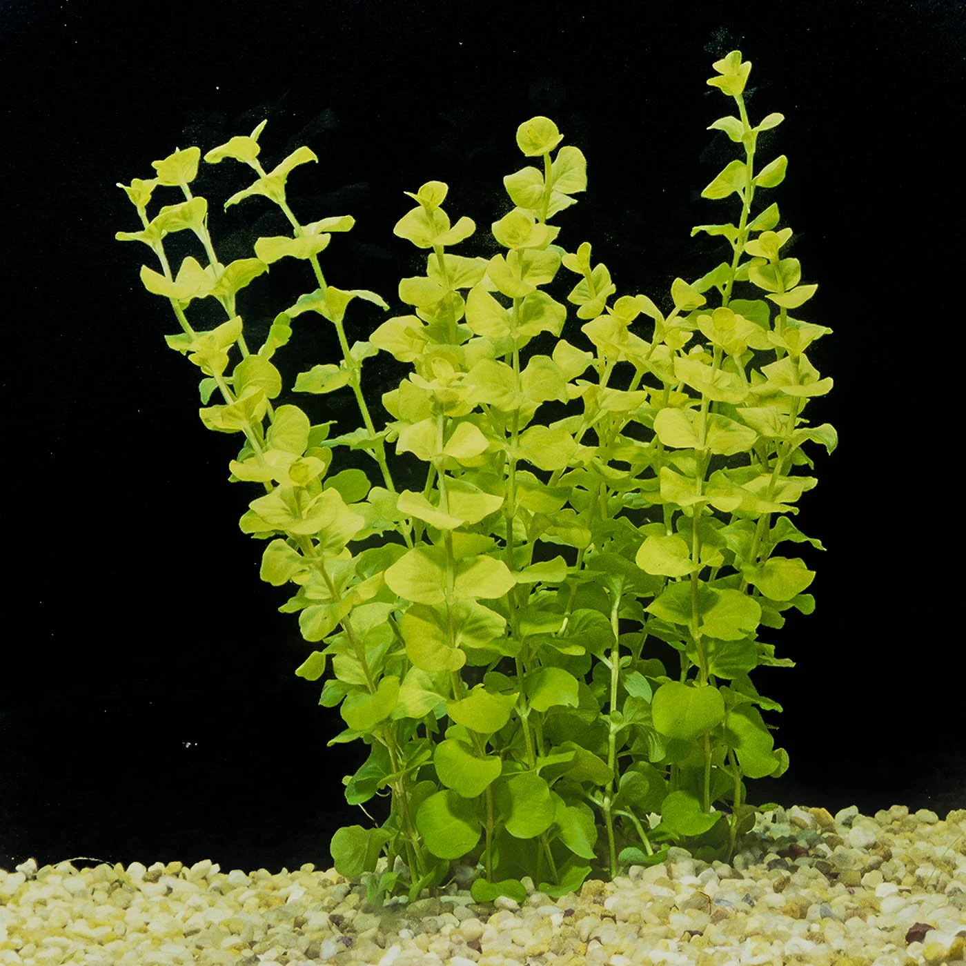 Lysimachia nummularia 'Aurea' — Florida Aquatic Nurseries